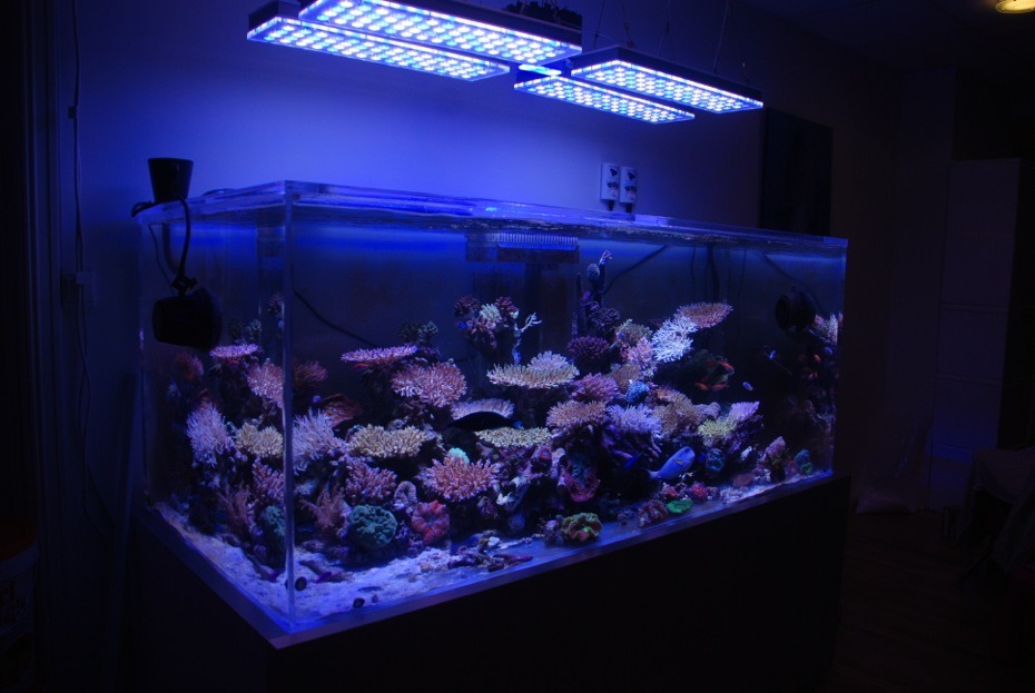 SPS reef tank