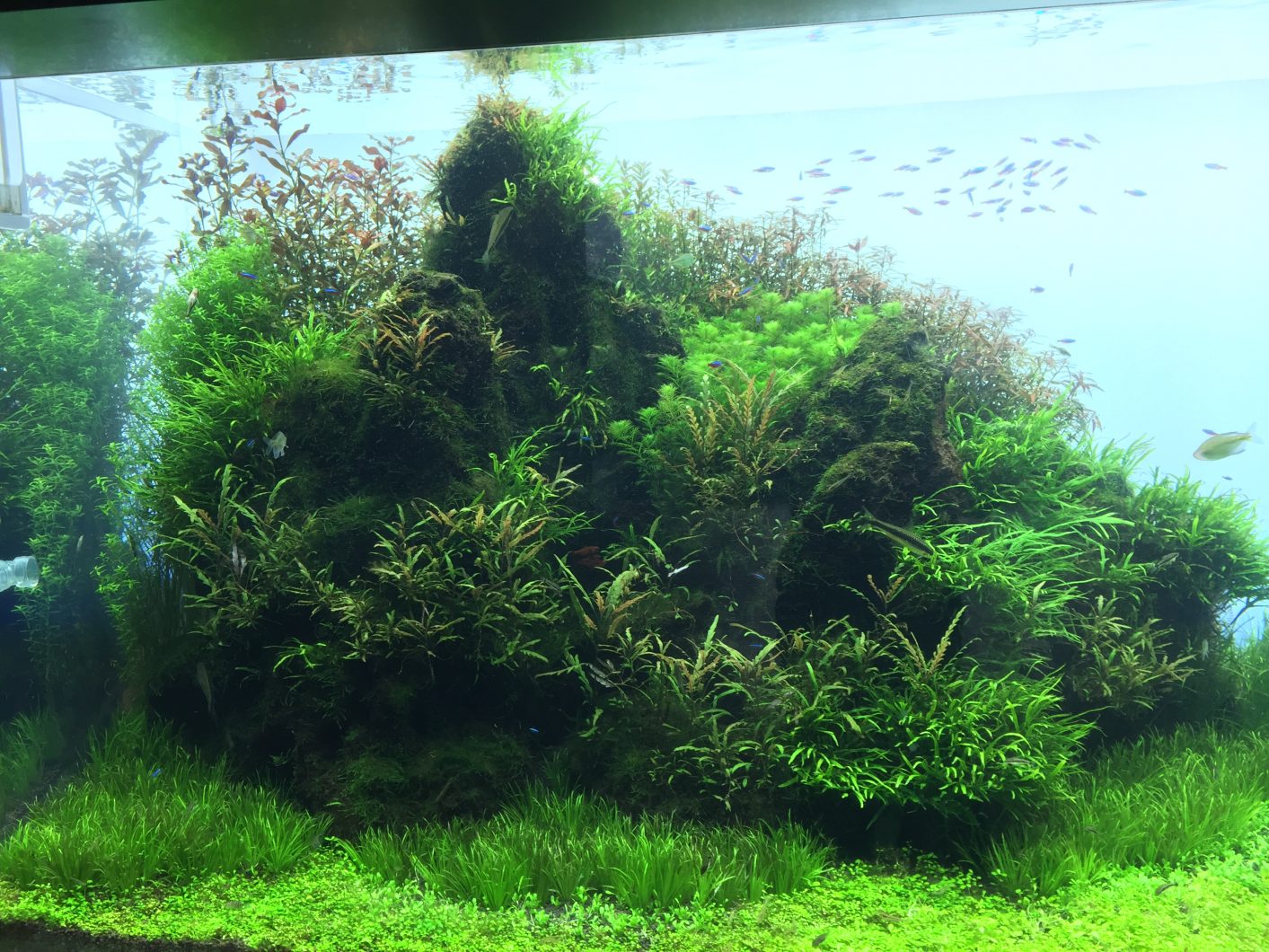 Orphek Reef Tour in Japan - Sumida Aquarium in Tokyo - Takashi Amano ...