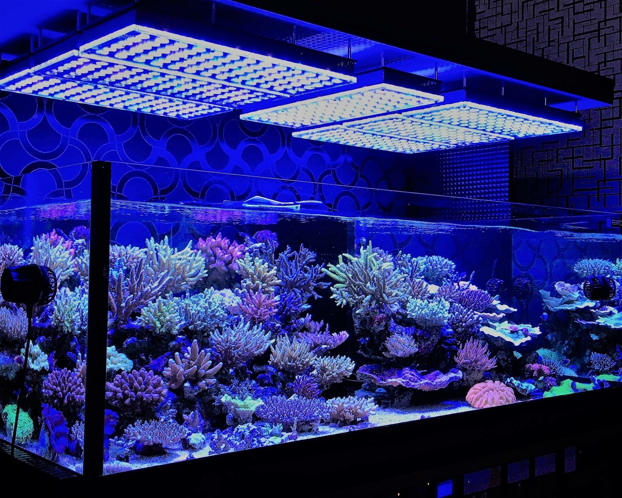 Orphek Japan Reef Tour-meeting Pacific-Japan Co •Aquarium LED Lighting ...