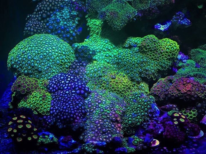 Orphek Japan Reef Tour-meeting Pacific-Japan Co •Aquarium LED Lighting ...