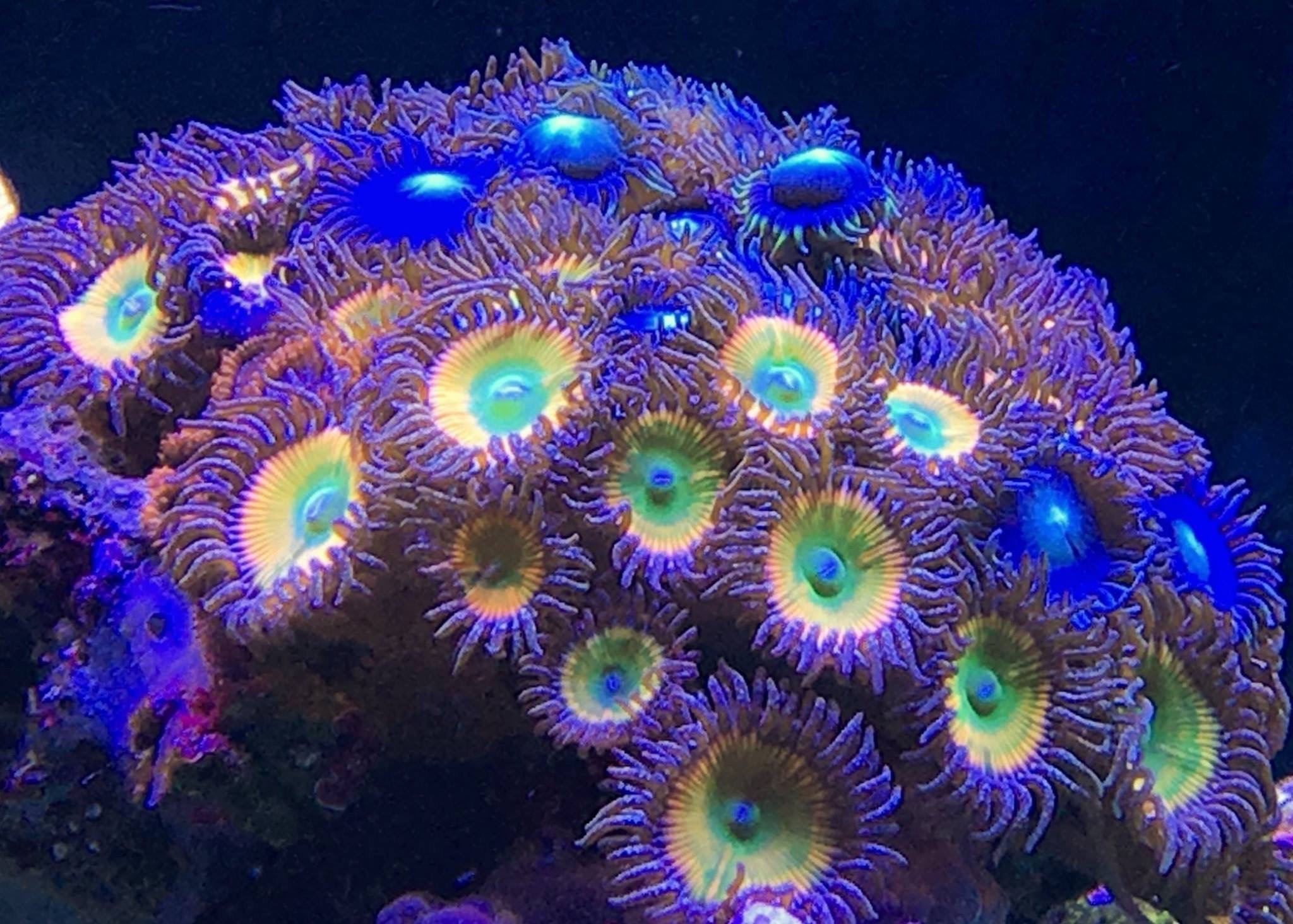 Orphek Japan Reef Tour-meeting Pacific-Japan Co •Aquarium LED Lighting ...