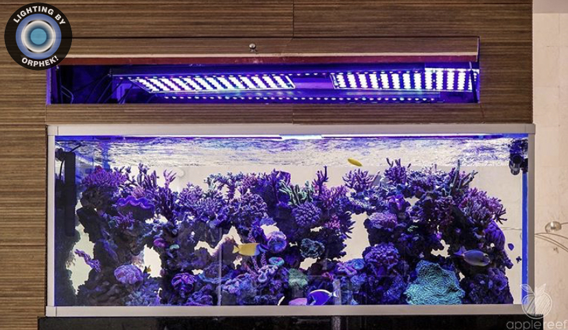 Reef Aquarium LED Light Fotogalerij • Orphek